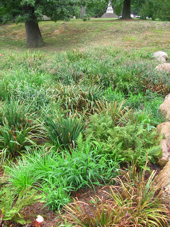 Invasive Plants Guide from URI – Barrington Land Trust