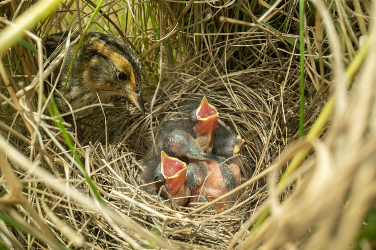 Learning Series: Between Moon Tides – Saving the Saltmarsh Sparrow ...