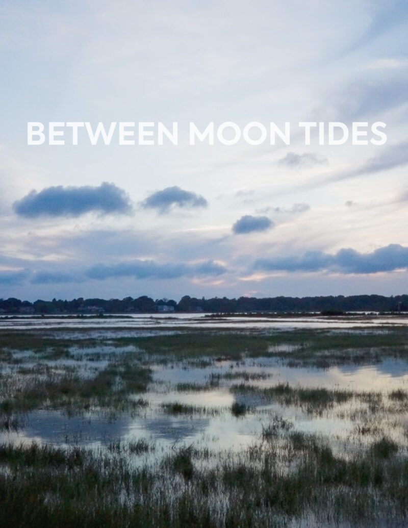 Learning Series: Between Moon Tides – Saving the Saltmarsh Sparrow ...