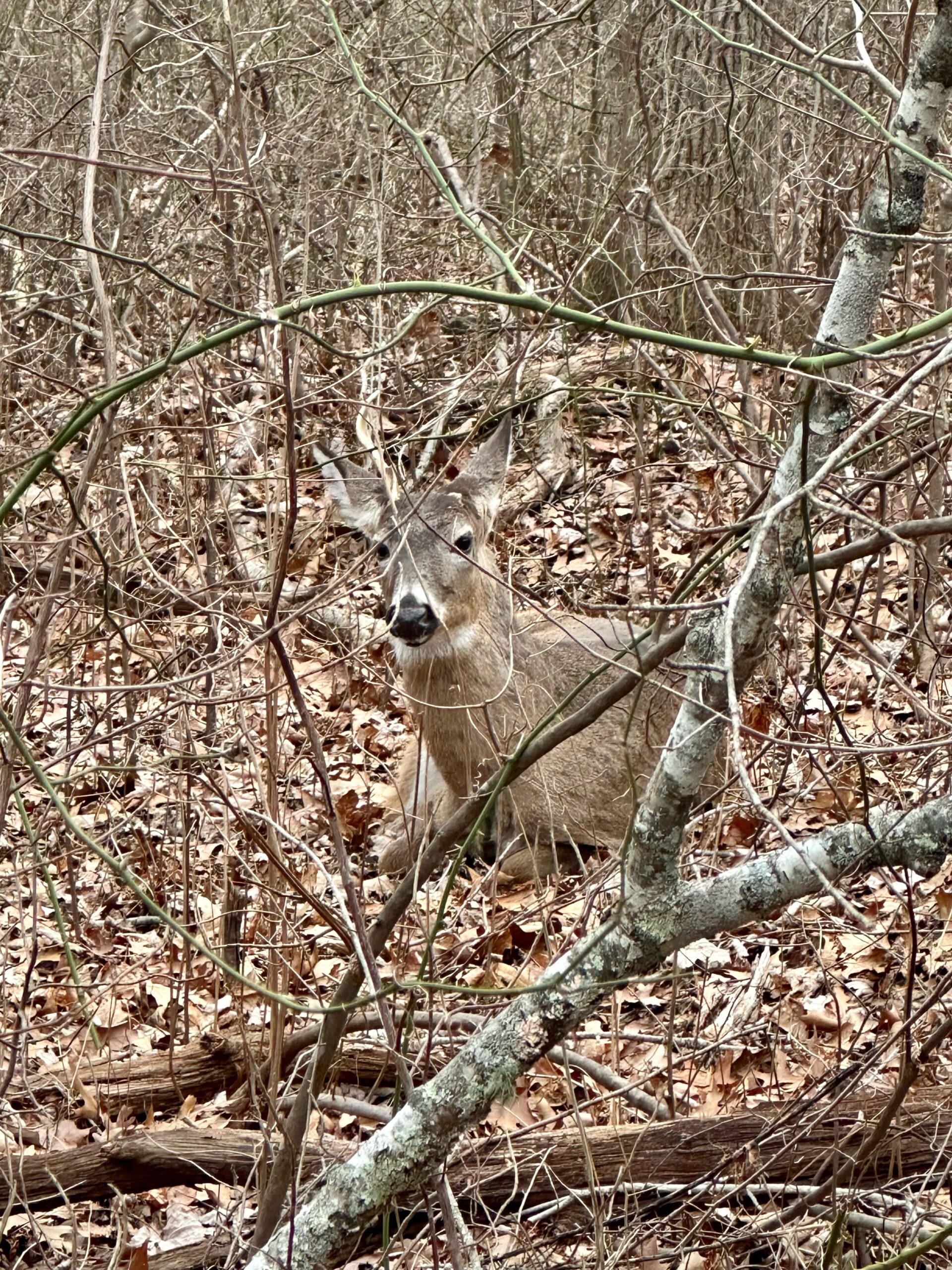 Protecting Paper Roads: A Resource for the Public and Wildlife ...