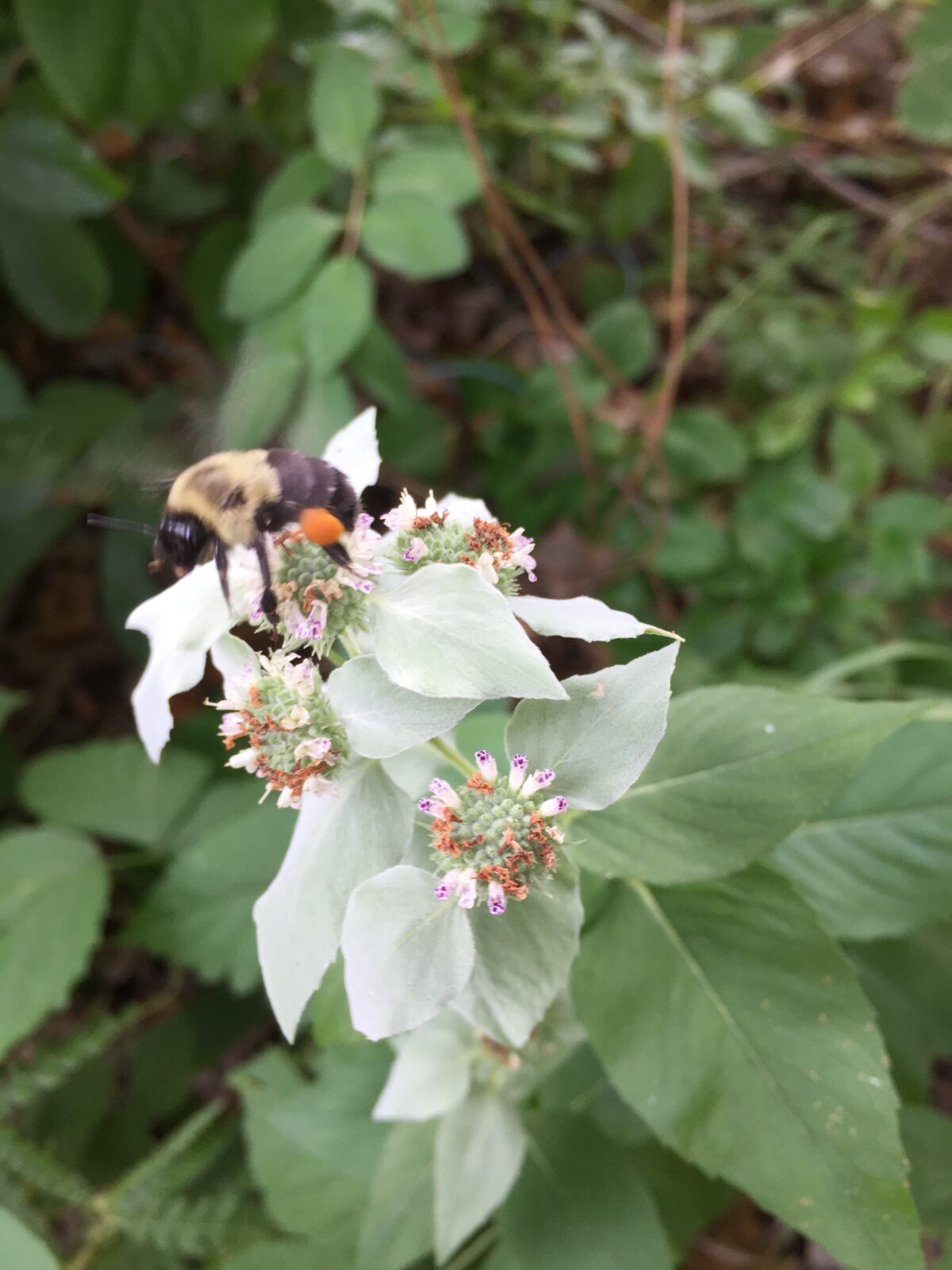Pollinator Pathways – Barrington Land Trust