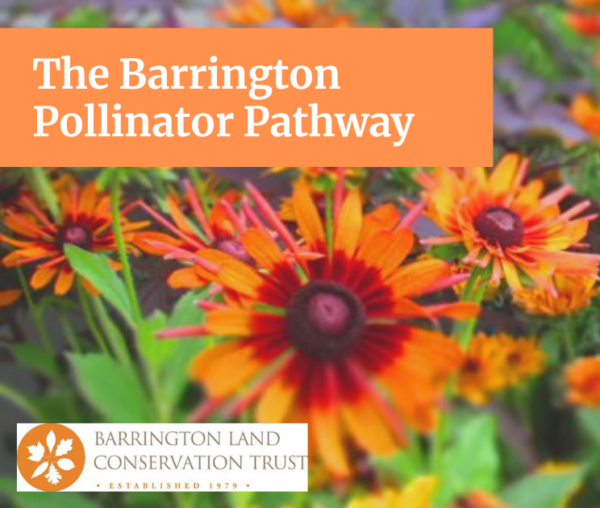 The Barrington Pollinator Pathway: Creating Resiliency with Corridors ...