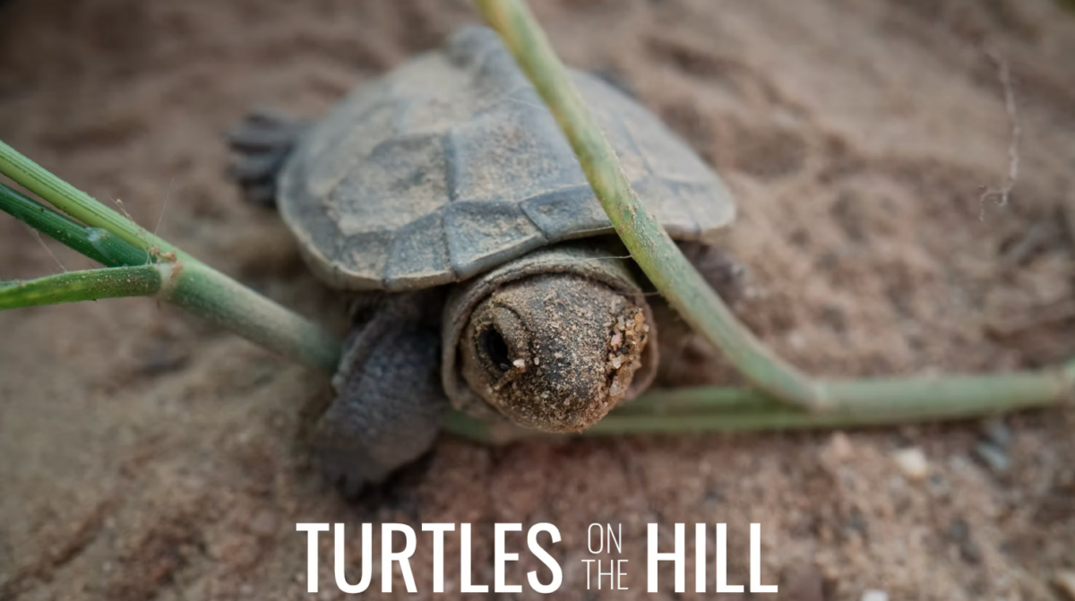 Learning Series – Behind the Scenes: The Terrapin Conservation Project ...